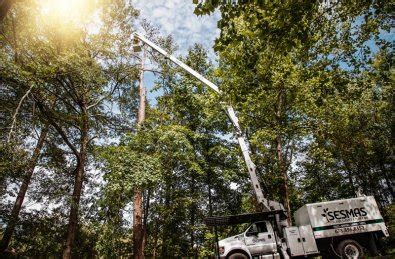 Tree Service Atlanta Tree Removal Atlanta GA Sesmas Tree Service