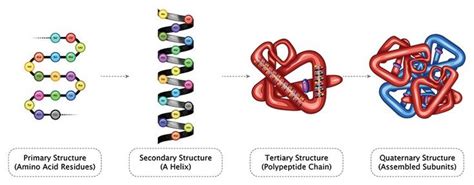 Protein Analysis Techniques Explained Ata Scientific Analysis Protein Peptide Bond
