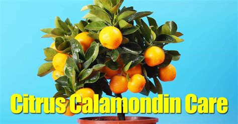 Citrus Calamondin Care