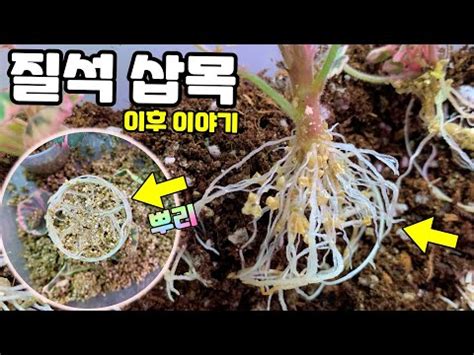 제라늄 164 4K 질석 삽목 현재까지 성공률100 그 이후의 이야기 질석에 삽목하면 이렇게 됩니다 엑스칼리버