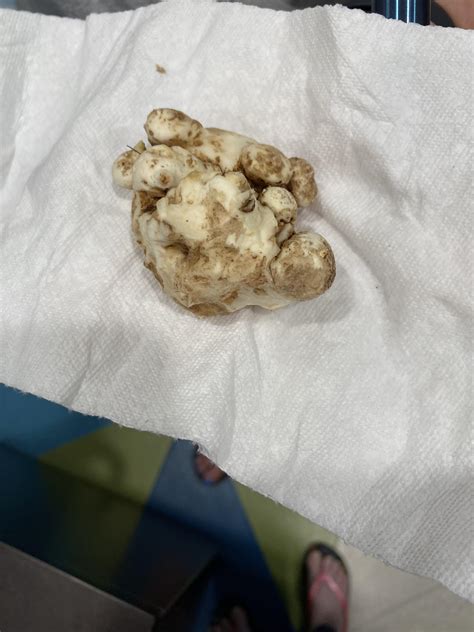 Found In Flower Bed Where A Pecan Tree Used To Grow Central Texas R Mycology