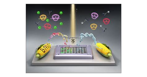 A Localized Crispr Assay That Detects Short Nucleic Acid Fragments In Unamplified Genetically