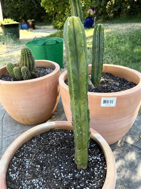 Need Help Identifying Cactus R Cactus