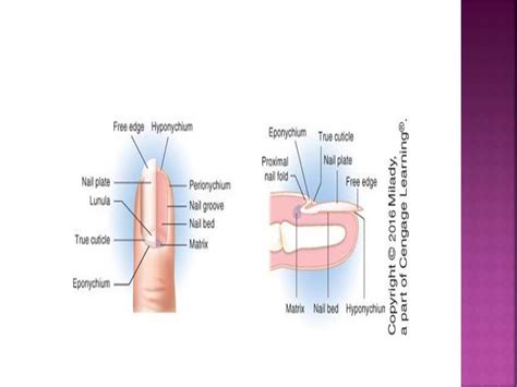 A Diagram Of The Natural Nail
