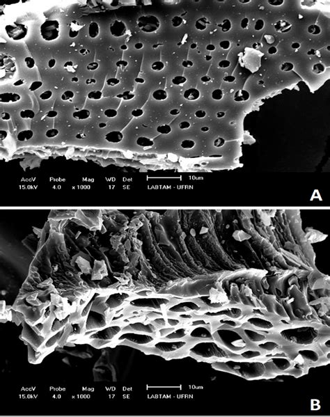 Scanning Electron Microscopy Of Fresh Biochar A And H 2 O 2 Treated Download Scientific
