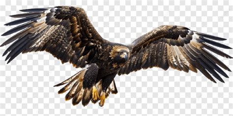 águila Real Volando En Vuelo Sobre Un Fondo Blanco Limpio Png Dibujos