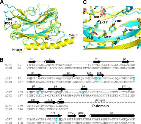 Structural Basis Of Carbohydrate Recognition By Calreticulin Journal Of Biological Chemistry