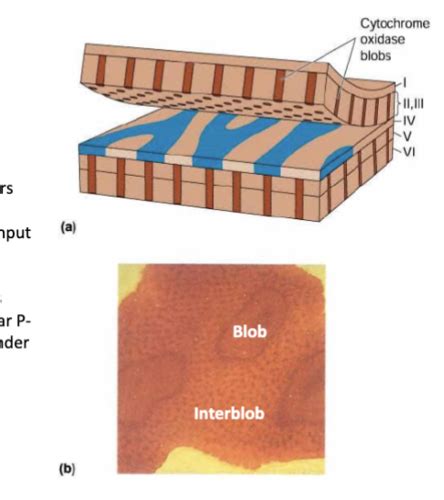 4 Binocularity And Extrastriate Cortex Flashcards Quizlet