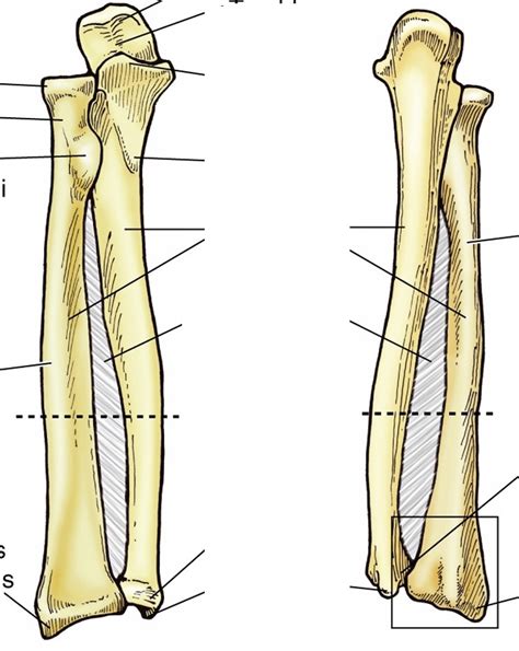 Ulna Diagram Quizlet