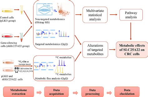 The Workflow Of Global Targeted Metabolomics Analysis And Kinetic Download Scientific Diagram