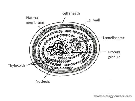 Cyanobacteria Features Structure Importance