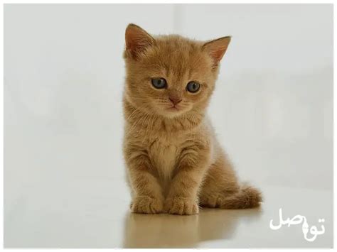 همسة شبيب القنطار