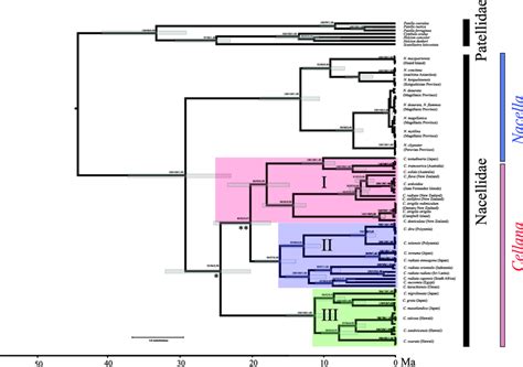 Bayesian Maximum Credibility Tree 100 X 10 6 Generations Trees Sampled