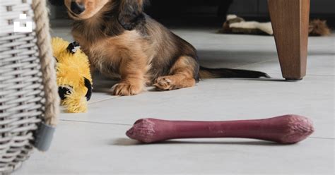 갈색과 검은 색 긴 흰색 고리 버들 세공 의자에 작은 개 사진 Unsplash의 무료 개 이미지