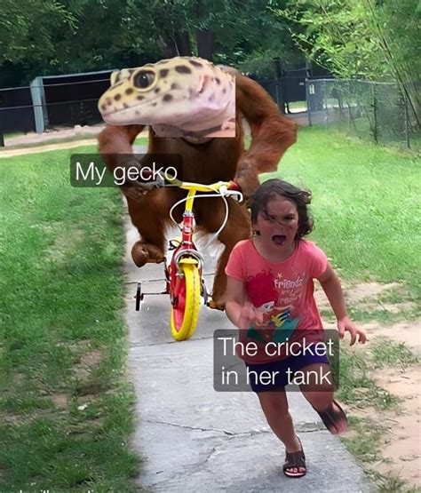 Funny Gecko Memes Geico Gecko Memes And S Imgflip