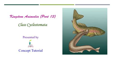 Cyclostoma Animal Kingdom Part 13 Biology Class 11neet Youtube Cyclostoma Animal Kingdom Part 13 Biology Class 11neet Youtube