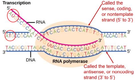 Week 2 Gene Regulation Flashcards Quizlet