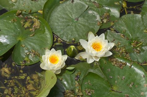 セイヨウスイレン Nymphaea alba 一般にスイレンと呼ばれ池に植えられているものは全て海外産で現在はさ Flickr