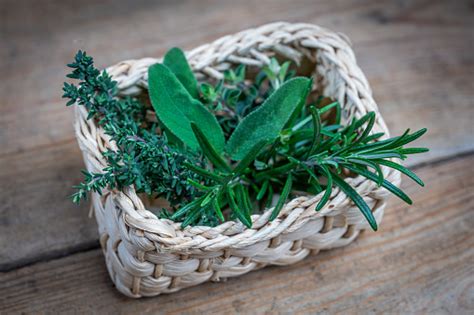 나무 표면에 작은 바구니에 로즈마리 오레가노 세이지와 백리향의 가지 0명에 대한 스톡 사진 및 기타 이미지 0명 건강관리와 의술 건강한 식생활 Istock