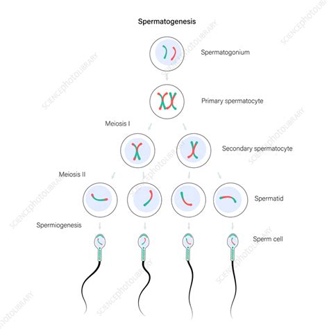 Spermatogenesis Illustration Stock Image F036 6356 Science Photo Library