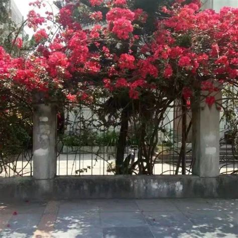 早安诗请看我头置簪花一路走来一路盛开 秋叶 生命 定如