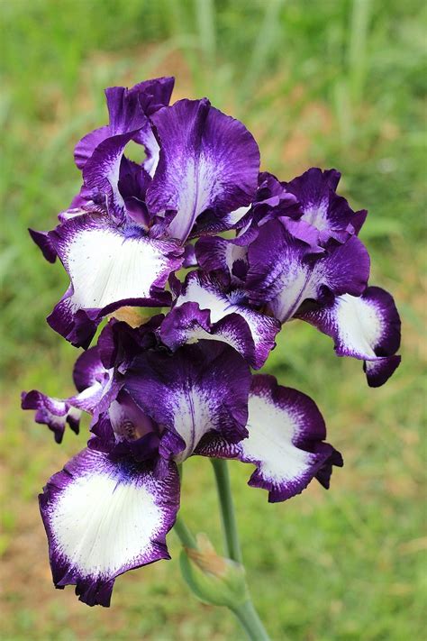 Бъдеще за Вальо Здравейте ние работим по програмата която ни даде др Масгутова Много сме