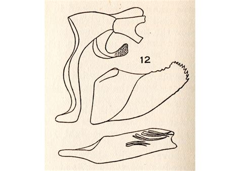 Entheus Eumelus Genitalia