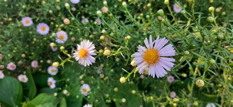 Waking Up Aicomo Waking Up Aicomo