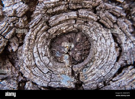 Nature Design On A Tree Bark Stock Photo Alamy