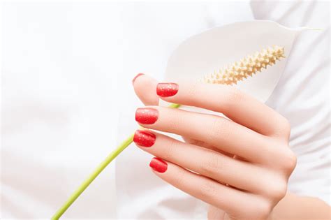 반짝이는 빨간 네일 디자인의 여성 손 여성의 손은 흰색 꽃을 잡고 있습니다 글리터 레드 매니큐어 매니큐어 손톱에 대한 스톡 사진 및 기타 이미지 Istock