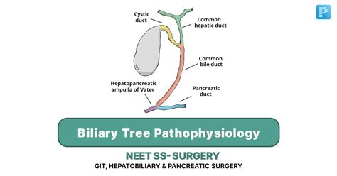 Biliary Tree Pathophysiology And Investigations Prepladder
