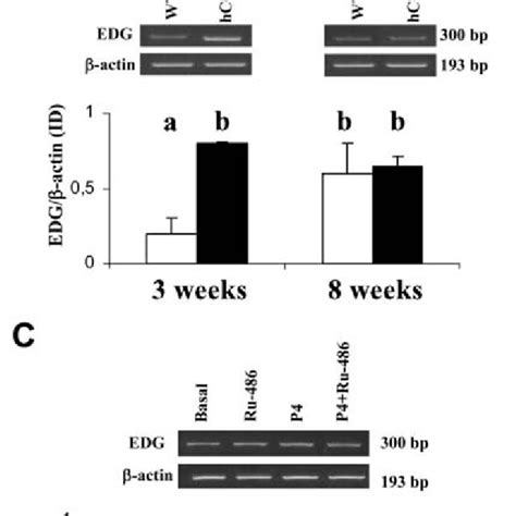In Vitro Effect Of Hcg On The Expression Of Tgf β1 A Alk5 B And Download Scientific