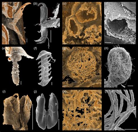 100 Million Year Old Amber Reveals Sexual Intercourse Of Ostracods