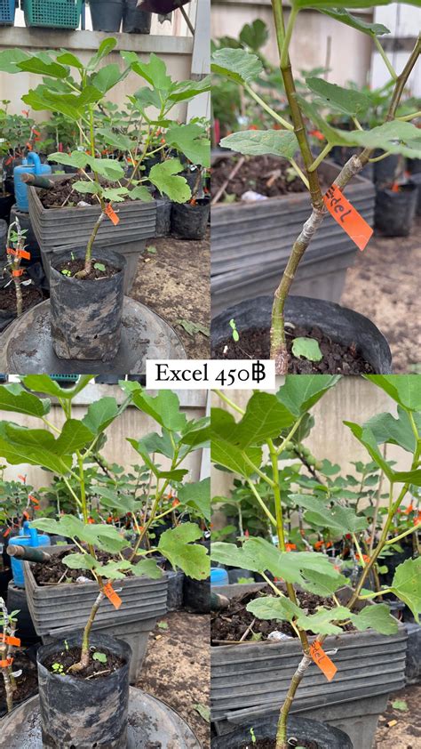 มะเดื่อฝรั่งเสียบยอดตออุทุมพร Excel 2ยอด เลี้ยงแดด100 ราคา 450 บาท รวมส่ง 🚚แพ็คส่งไปรษณีย์