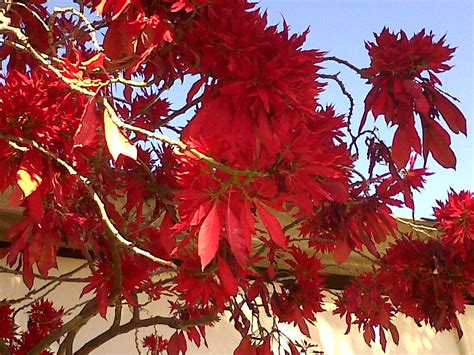 Dorothys Bio Blog My Ib Tree