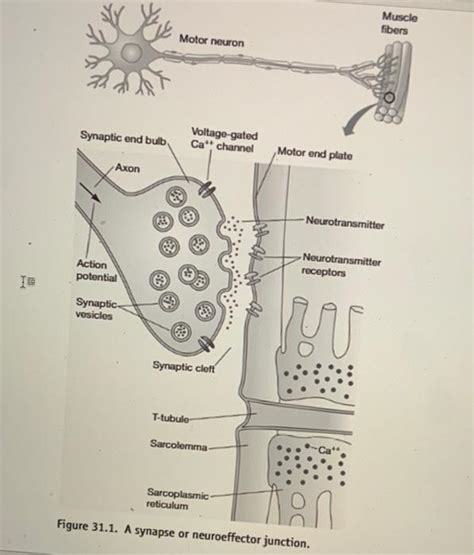 Solved Figure 31 1 A Synapse Or Neuroeffector Junction 1