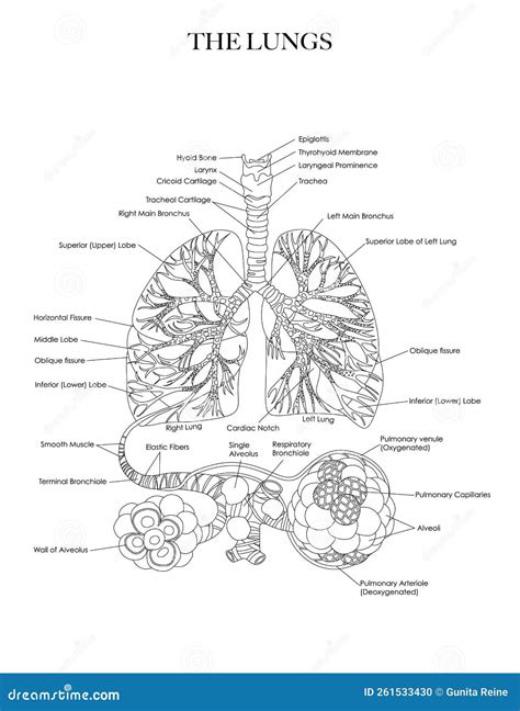 Lungs And Alveoli Stock Vector Illustration Of Breath 261533430