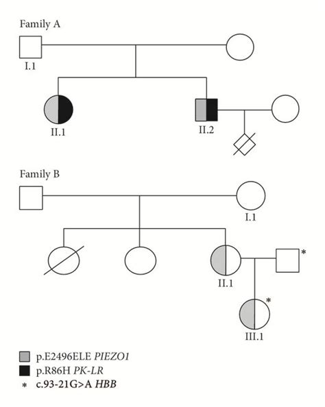 Xerocytosis Image Pdf Xerocytosis Is Caused By Mutations That Alter The