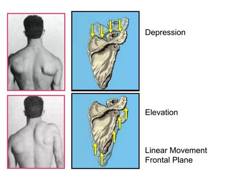 Shoulder Complex Pptppt