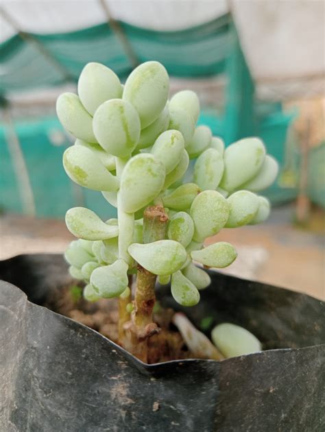 Green Jelly Beans Bare Rooted Kumaun Plants