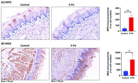 Mpo And Mda Immunostaining Quantification And Analyses Control And