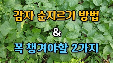 감자 싹이 올라오면 순지르기와 이 2가지를 꼭 해주세요 감자 재배 방법 Youtube