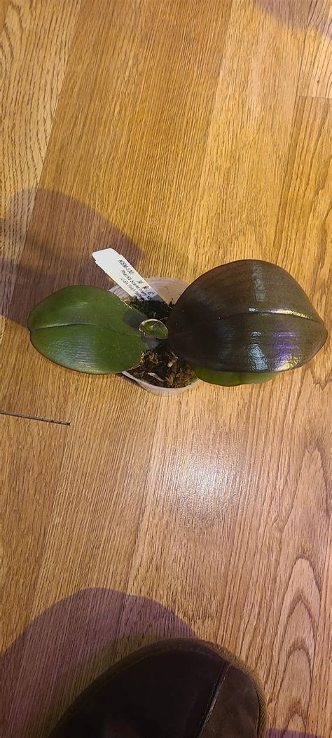 Phal Ks Scarlet 🍒 Red Leaves R Orchids