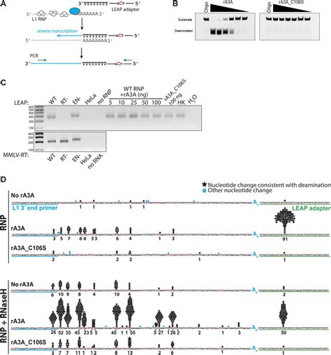 APOBEC3A Deaminates Transiently Exposed Single Strand DNA During LINE 1 Retrotransposition ELife