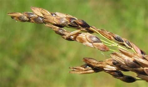 Aleppo Grass Sorghum Halepense Feedipedia