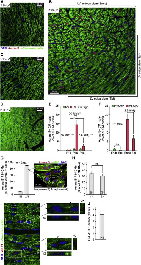 The Proliferative Burst Is Tempo Rally Discrete And Involves Division Download Scientific