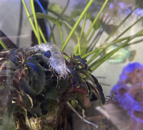 Amano Shrimp Molt R Shrimptank