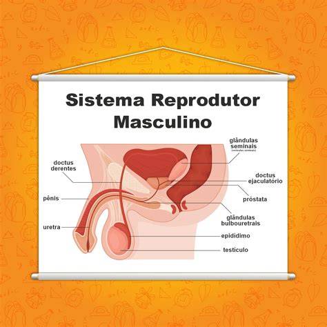 Sistema Reprodutor Masculino Banner Escolar Loja Plimshop