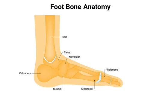 Foot Bone Anatomy Science Design Vector Graphic By Hamjaiu · Creative Fabrica