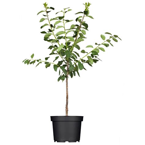 Marillenbaum Kaufen Bei Obi